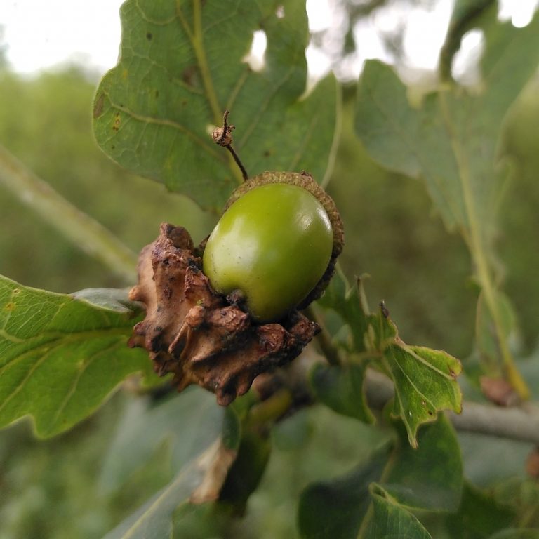 Plant Galls - RoAM
